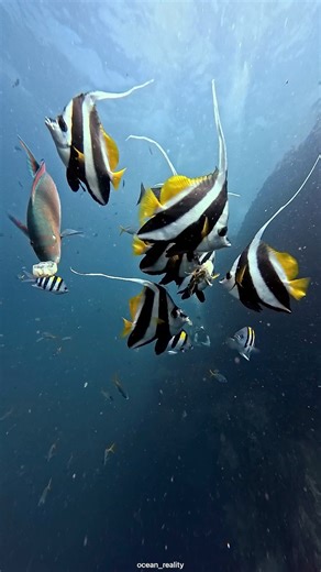 Time speeds up. I was out of the water for just 12 days, but it felt like an eternity. The shot with the attacking marlin didn’t make it into the reel. And it won’t be in the long video either — it was out of focus. Hope we’ll see it again tomorrow. #oceanreality | Ocean Reality Channel