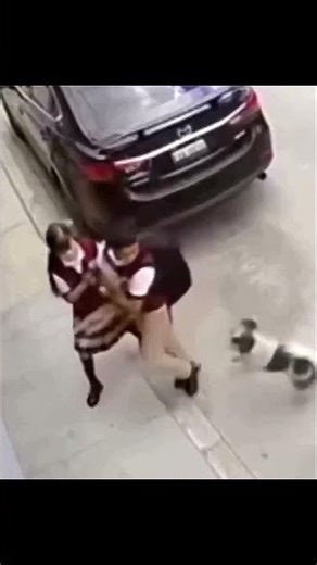 This cat protected the children from the dog