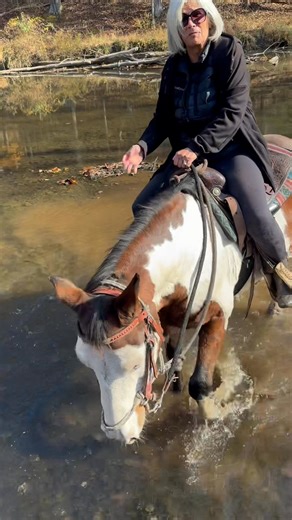 Patriot | Top View Riding Ranch trails and Sale horses