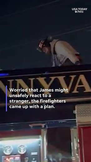 Stuck on a telephone pole, this cat gets a lift to safety...literally! 🙀 #animals | Enquirer - Cincinnati and Kentucky