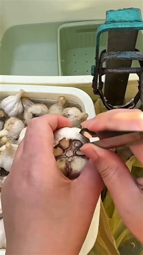 garlic peeling machine #satisfying #farming #kichenhacks #shortvideo