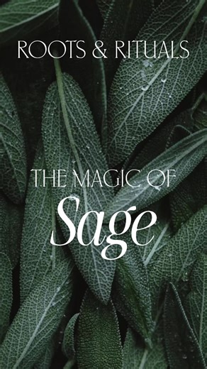 🌬️ The Magic of Sage: Ancient Wisdom & The Sacred Breath Sage is our master of profound purification and mental clarity. Magically, Sage doesn’t just chase away bad energy, it neutralizes the air, creating a neutral canvas for your intentions. If your mind feels heavy with old arguments or cluttered thoughts, the sharp, earthy scent of Sage acts as a spiritual broom, sweeping away the mental cobwebs so you can hear your own intuition again. Beyond its cleansing power, Sage is the herb of immort