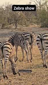 57 reactions · 9 comments | Zebra Foal Adaptations Newborn zebra...