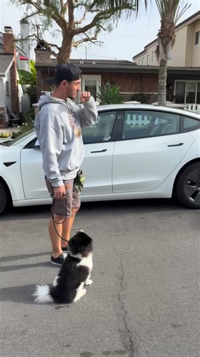 Introduction to heel command with Mochi. Working on one of my 3 primary heeling exercises, the inside turn. The inside turn is where we make an abrupt 90 degree turn in front of the dog cutting them off at the nose. This is a great exercise for teaching the dog to tuck back slightly behind you, giving them the best vantage point to see when you are about to turn. Mochi is one of my clients over at OC Pup Scouts, where we offer training, grooming, and pack walks! As always, get out there and trai