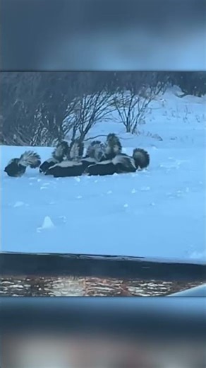Badger Catches a Skunk and Drags It Into His Den! ❄️🦡