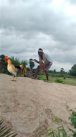 Hen catching #real #jungle hen #youtube #shortvideo