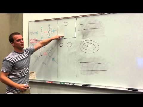 Different Kinds of Fatty Acids: Saturated vs. Unsaturated (Trans + Cis)