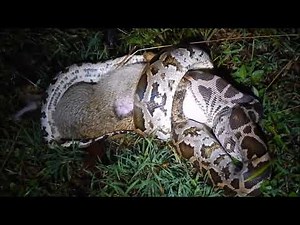 Python Swallowing a Hare at Shaken Estate, Dambulla, Sri Lanka