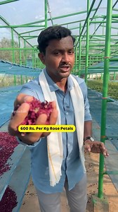 Solar Drying Unit #rythubadi #agriculture #rosepetals #moringapowder | Rajender Reddy