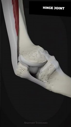 Hinge Joint | Human skeletal system #humanskeletalsystem #bones #skeleton #joints #anatomy #biology