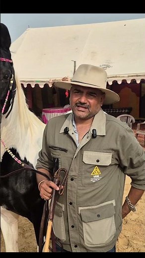 मेरी सबसे पसंदीदा घोड़े की ब्रीड - मारवाड़ी घोड़ा | क्यों है यह सबसे खास