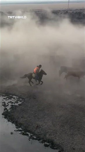 Horseback shepherds herd thousands of cattle near Mount Agri