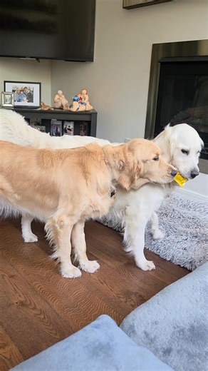 Tiny piece of paper. Big Lesson. Maxi and Luna had a gentle game of tug today. Face to face, tails wagging, no tension at all. Luna won and was very pleased with herself. Maxi being a good sport didn't mind at all. This is what healthy play looks like, loose bodies, mutual engagement, no guarding, no pressure just trust and fun. Little moments like these tell me everything about how safe and comfortable dogs feel here. | Leave and Retrieve