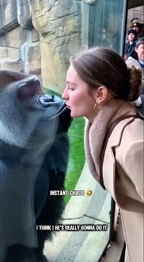 When One Kiss Changes Everything 💕🤣 #gorilla #gorillatag #fyp #funny #12million #foryou