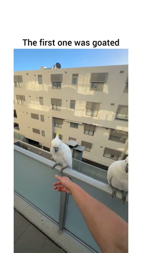 Get your Amazon gift card in bio 🎁#shortsviral #funny #viral #viralvideo #shortvideos#trendingshorts