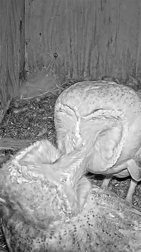🦉 Owl Romance Caught on Cam – So Tender! 💖