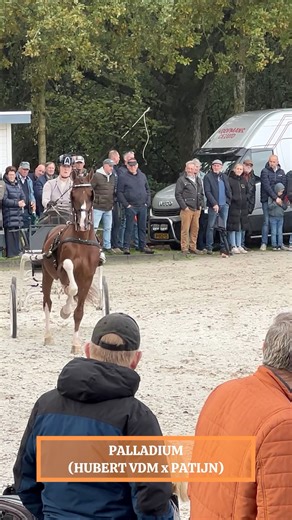 56K views · 1K reactions | Yesterday, four newly approved KWPN...