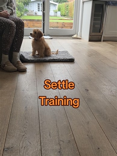First session for this cute puppy Australian Labradoodle learning to settle. Teaching your puppy or dog to settle on a mat can be really beneficial if you want to take them out and about with you. It means they are well behaved but the mat also gives them security in potential unknown environments. #dogtraining #puppytraining #dogbehaviour