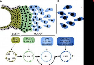 Les cycles et les divisions cellulaires