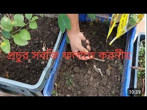 পুরো ছাদ বাগান ভরে উঠবে সবজিতে পুরোদমে চলবে প্রস্ততি