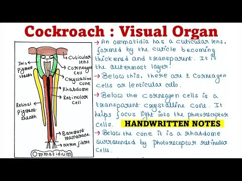 Cockroach: Compound eyes | Simple eyes