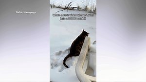 Owner panics over cat’s pink pee