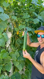 292K views · 18K reactions | All these crops were grown on aeroponic...