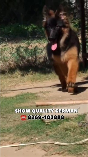 LONG COAT GERMAN SHEPHERD FACTS | RS PETS ZONE