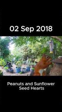 02 Sep 2018 - Red Squirrel