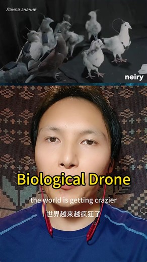ShuBai on Instagram: "Pigeon drones? A neurotech company successfully tested a living biological drone on a homing pigeon. #drone #neurotech #biological #pigeon #neuralink #war #Russia #US #America #peace #Ukraine"