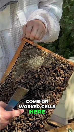 Bee Cell Secrets: Drone vs. Worker Bee Comparison