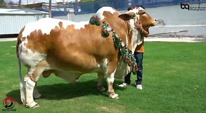 59 reactions | YOU WANT TO SEE THE BEST OF ALL ? THE BEAST , THE BEST THE IMMACULATE BEAUTY OF 2020 SEE AND FALL IN LOVE WITH OUR *KING OF OUR FARM * *MR DABO* | Pakistan Cattle Qurbani | Facebook