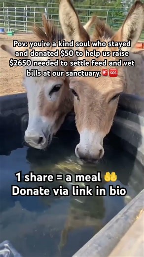 POV: you’re a kind soul who donated $50 to help us raise feed and vet bills#horse #animalrescue