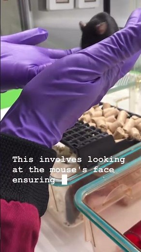 Lab life behind the lens ep5 #AnimalResearch #AnimalTesting #LabLife #Science