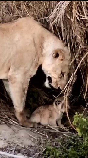 Baby Lion Roars Lion Cub Roaring #shorts#cute#cat | The Lion