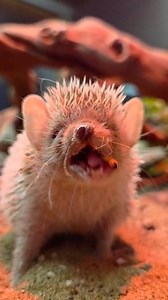 Pea (the lesser hedgehog tenrec): tiny in stature, noisiest eater in the mammal house! Cuteness off the scale. | Cannon Hall Farm