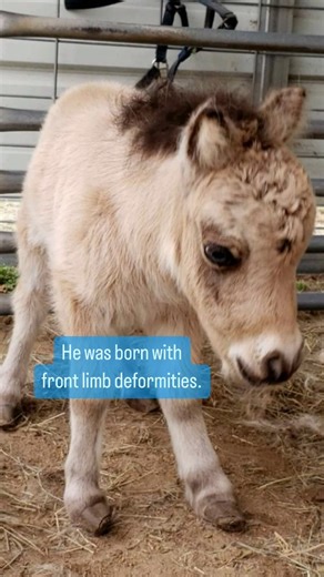 471K views · 31K reactions | From being unable to stand to running full speed! ️ Watching Lightning's transformation brings tears to our eyes!  #WizardofPaws #WizardofPawsTV #BYUtv #miniaturepony #horse #pony | The Wizard of Paws | Facebook