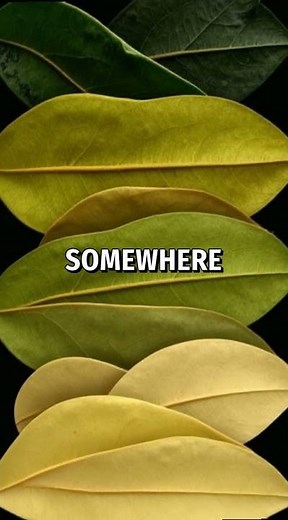 How Fermentation Transforms Tea's Taste 🌟