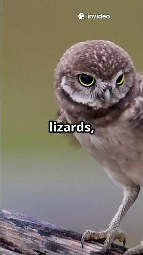 The Stealthy Hunt of the Burrowing owl #BurrowingOwl #WildlifeHunting #BirdWatching #OwlBehavior