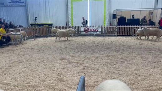 The first Texel shearling class begins #SommetDeLElevage2025 #SommetElevage | The Scottish Farmer