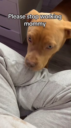 8.6K views · 521 reactions | That face.  So cute | Pablo The Bully | Facebook