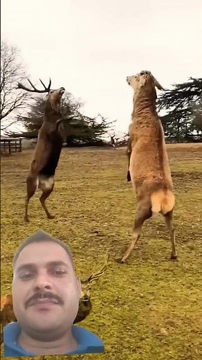 red boxers #deer #animals