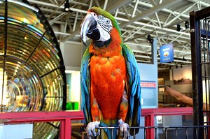 Museum's famous macaw stars in his own online talk show Squawk With Merlin