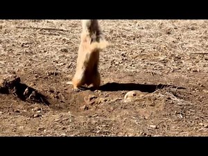 Prairie Dogs Do 'The Wave' To Gauge Others' Alertness, New Research Shows (VIDEO)
