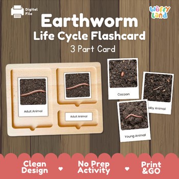 Earthworm Life Cycle Montessori 3-Part Cards - Science Zoology Invertebrate