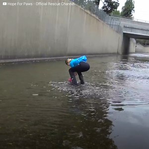 It was almost a dot in the middle of the river. And two women were its only hope. The turtle was stranded in the middle of a river in Los Angeles and clung to some rocks until it was spotted. Its rescuers were happy it wasn’t injured. However, there was something inside its body, as imperceptible as it was critical. Sheldon the turtle arrived at the vet, where the secret its heroes couldn’t figure out was unveiled. If you want to help us rescue more animals please visi t: https://www.hopeforpaws