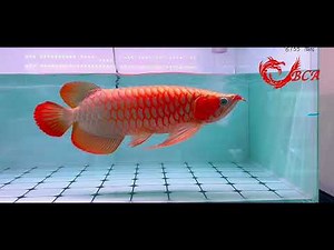 Singapore BCA White Jade Red Arowana