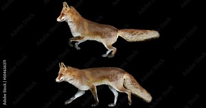 Set of red fox running and walking realistic animation. Isolated animal video including alpha channel allows to add background in post-production. Element for visual effects.