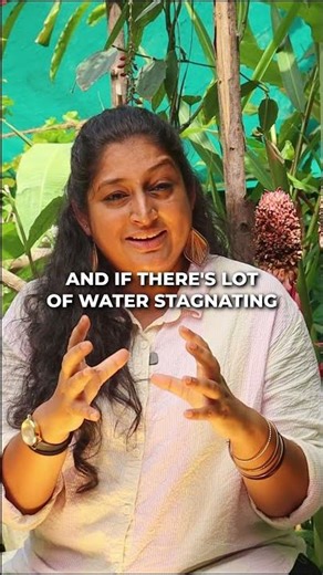 How to Fix Root Rot | Urban Mali - Empowered Gardener