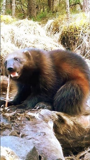 Wolverine Eating Moose! #wolverine #trailcam #animals #nature